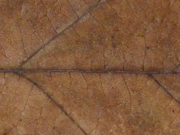 texture 0036 - Texturelib